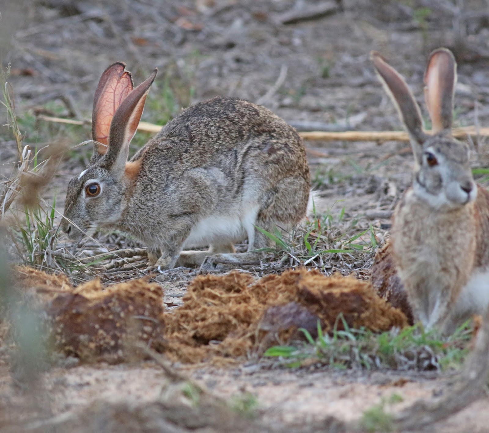 Simon and Karen Spavin: African Scrub Hare, Skukuza, Kruger
