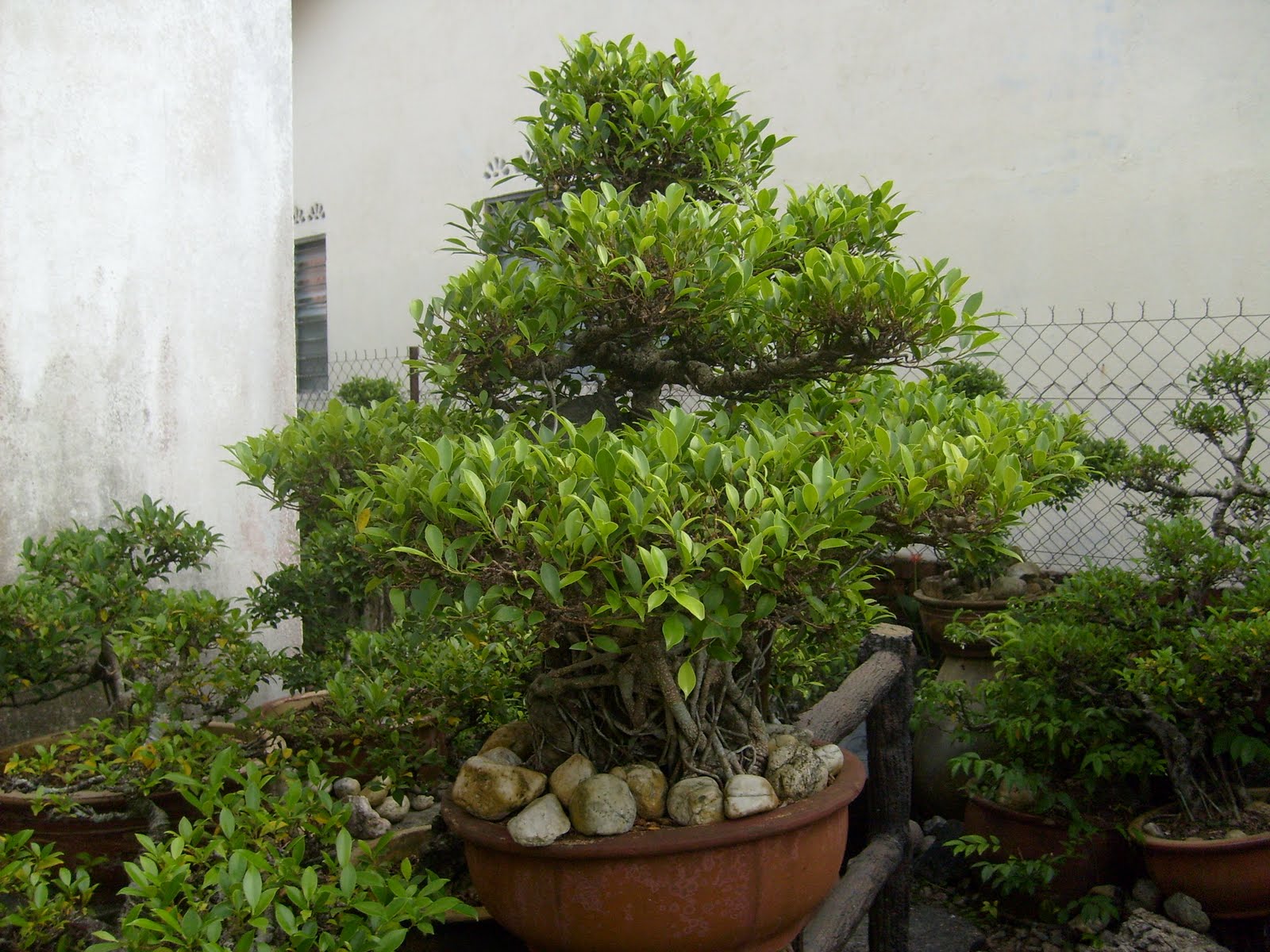 Seni Bonsai Satu Malaysia: Pokok Bonsai