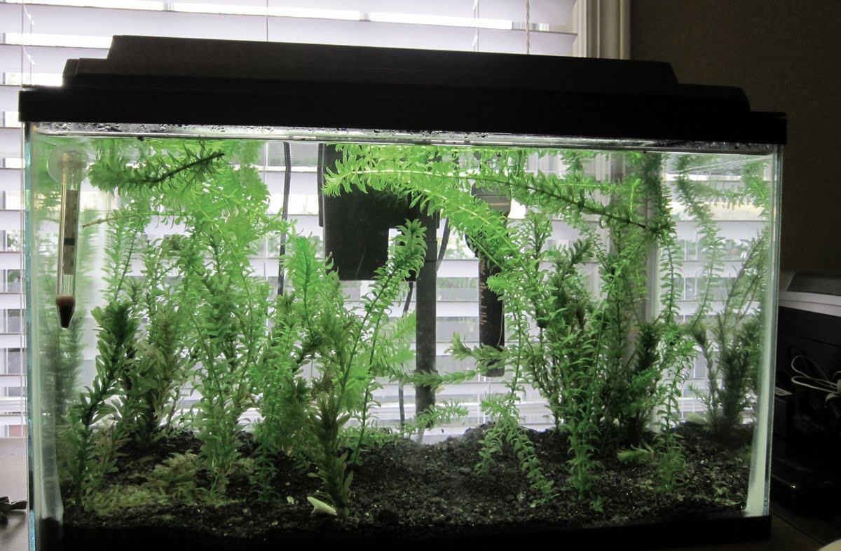 Life in Austin (Again): I got bugs in my tank... bugs.