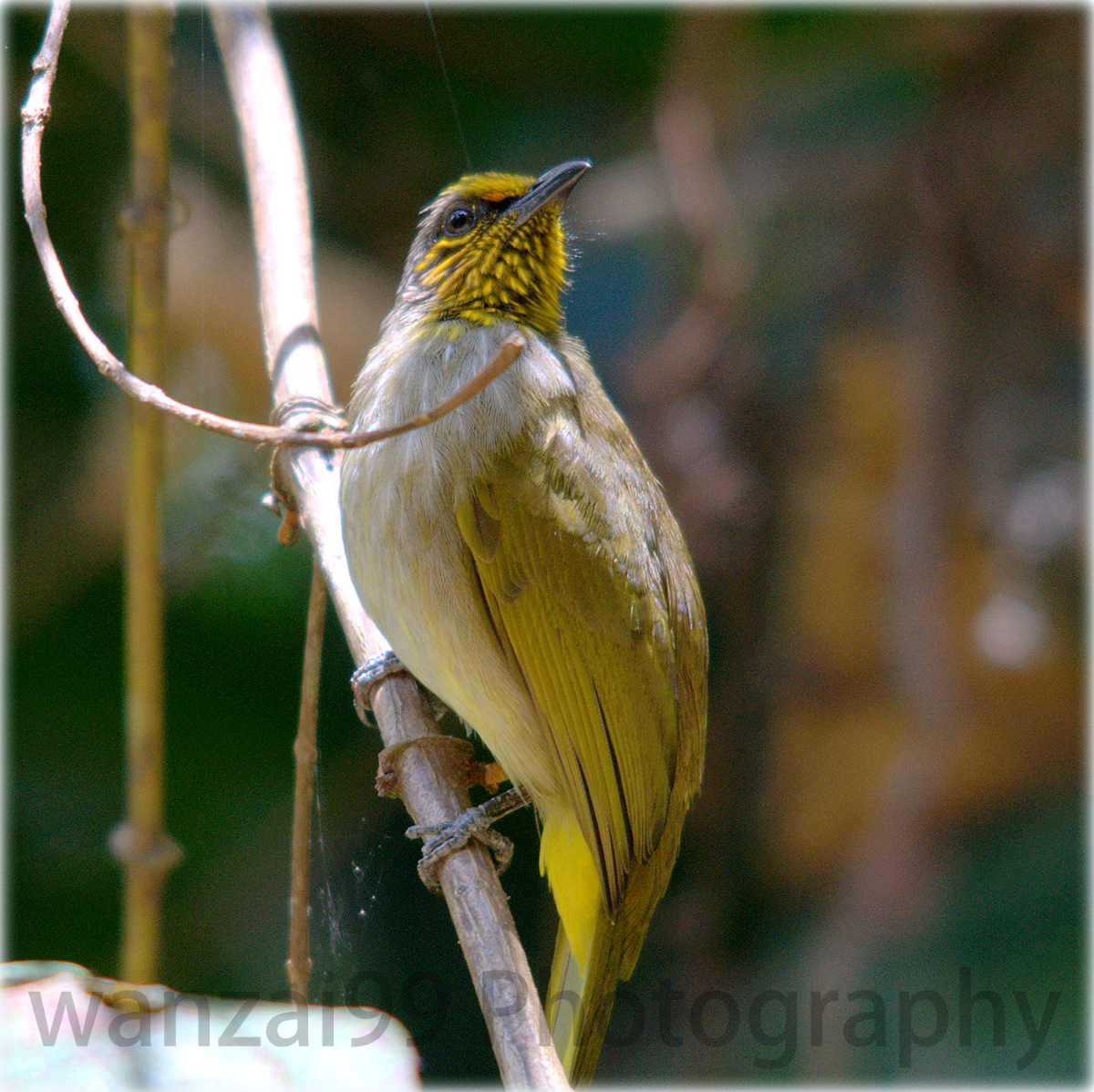 wanzai99 PHOTOGRAPHY: Burung Merbah Luris Leher
