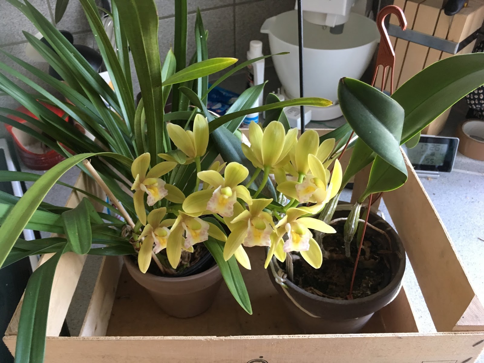 Praleri og vilde orkideer til orkidemøde – Hegn til din have