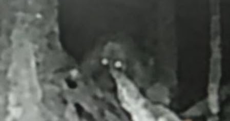 Trail Camera Captures Skinwalker