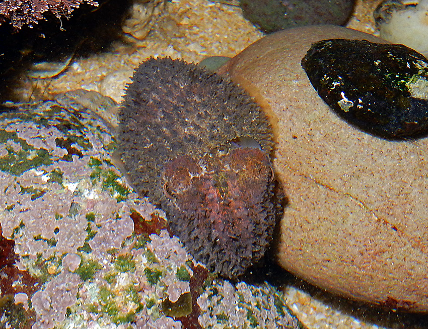 Remote Camera Trap - South Africa