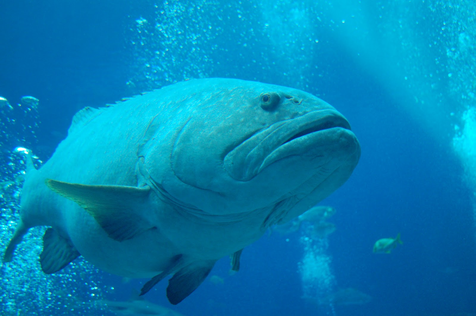 Shanna's Adventures: The Georgia Aquarium