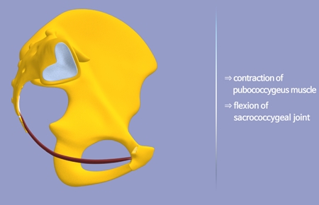 New Kegel Exercise: 1-3. Learning tips for New Kegel Exercise ...