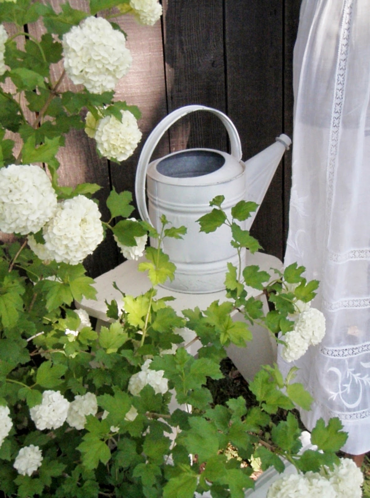 Cabin & Cottage : Snowballs in May