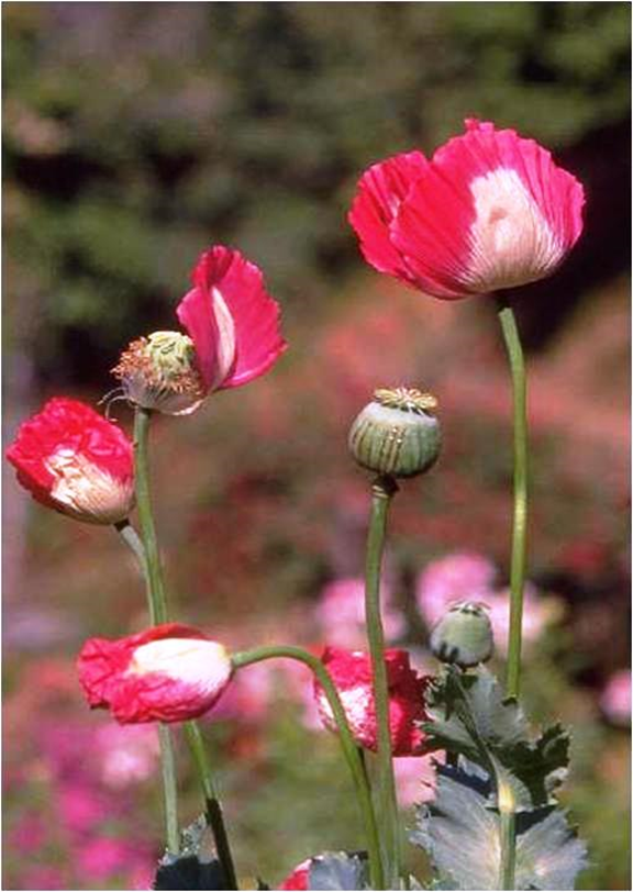 Bersama Udin...: Jenis-Jenis Dadah Disalah Guna