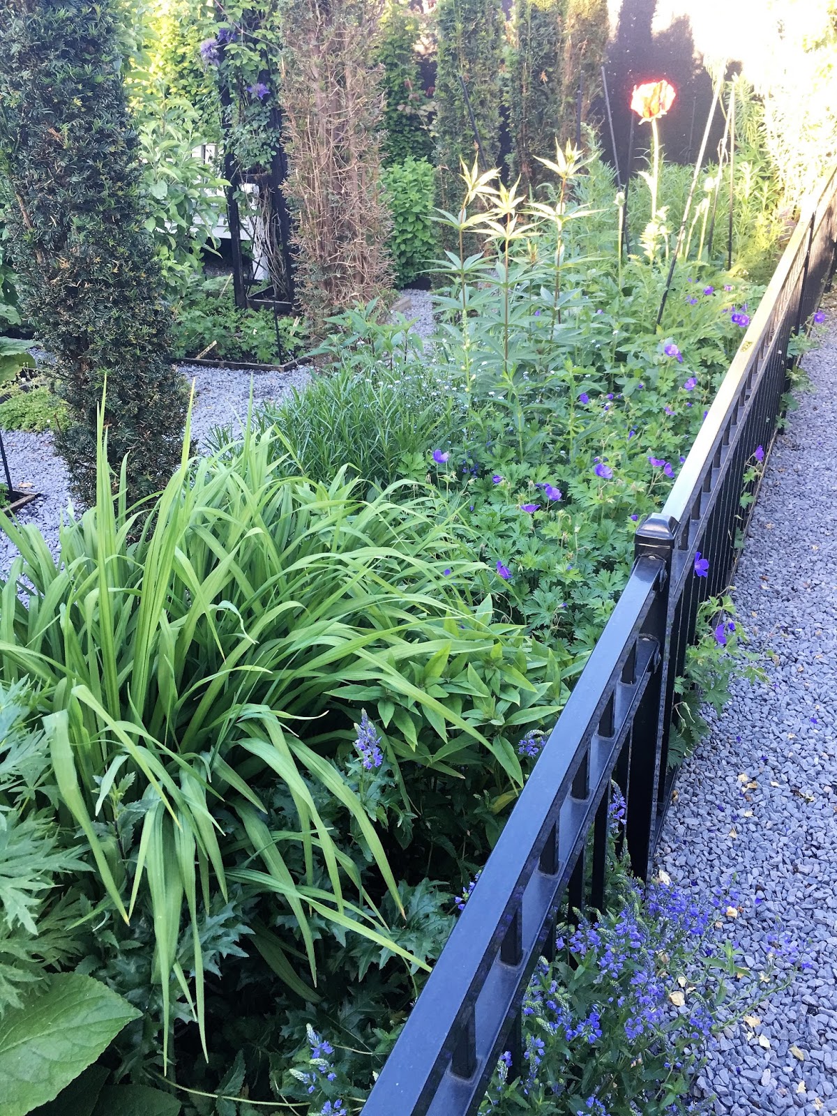 Potagerie in Maastricht: 25.05.2017 > New look in the English boarder.