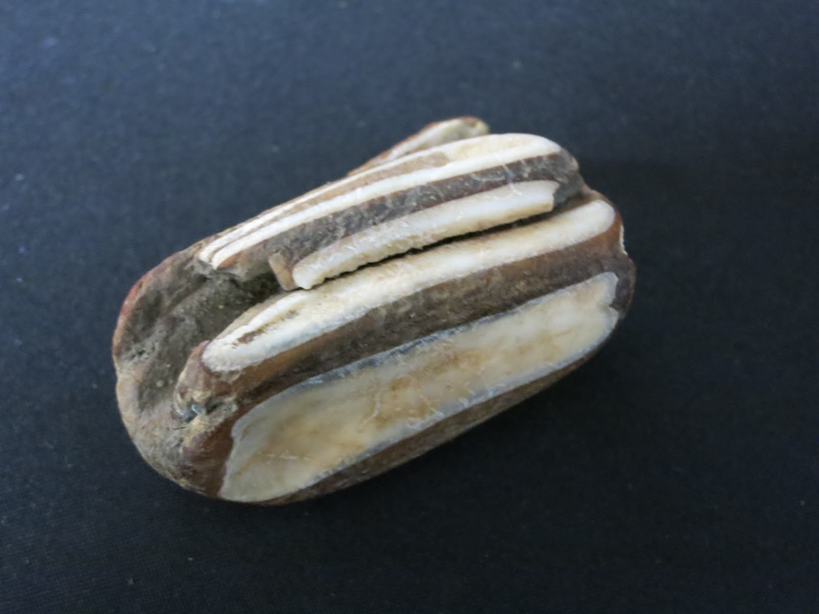 Peace River Museum, Archives and Mackenzie Centre: Fossilized Teeth