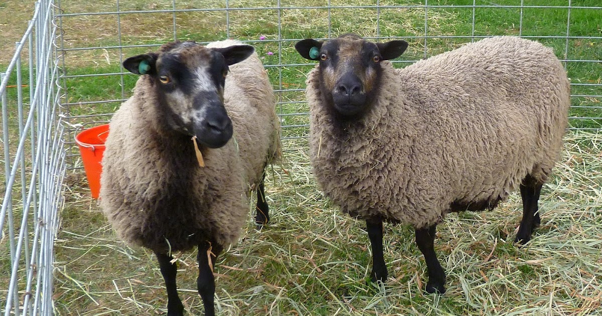 OK Acres Shetlands: New Faces