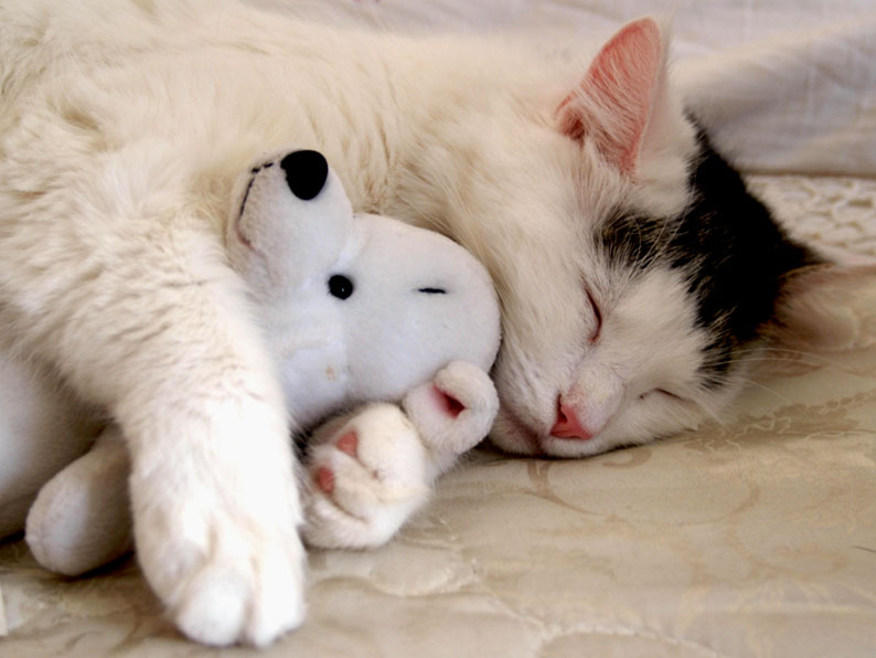 ALL PICTURES: Amazing Cats