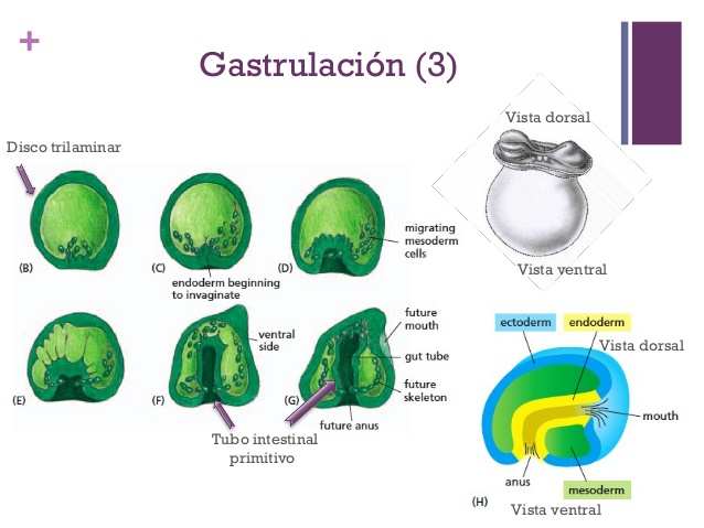 HISTO-EMBRIOLOGIA: FECUNDACION