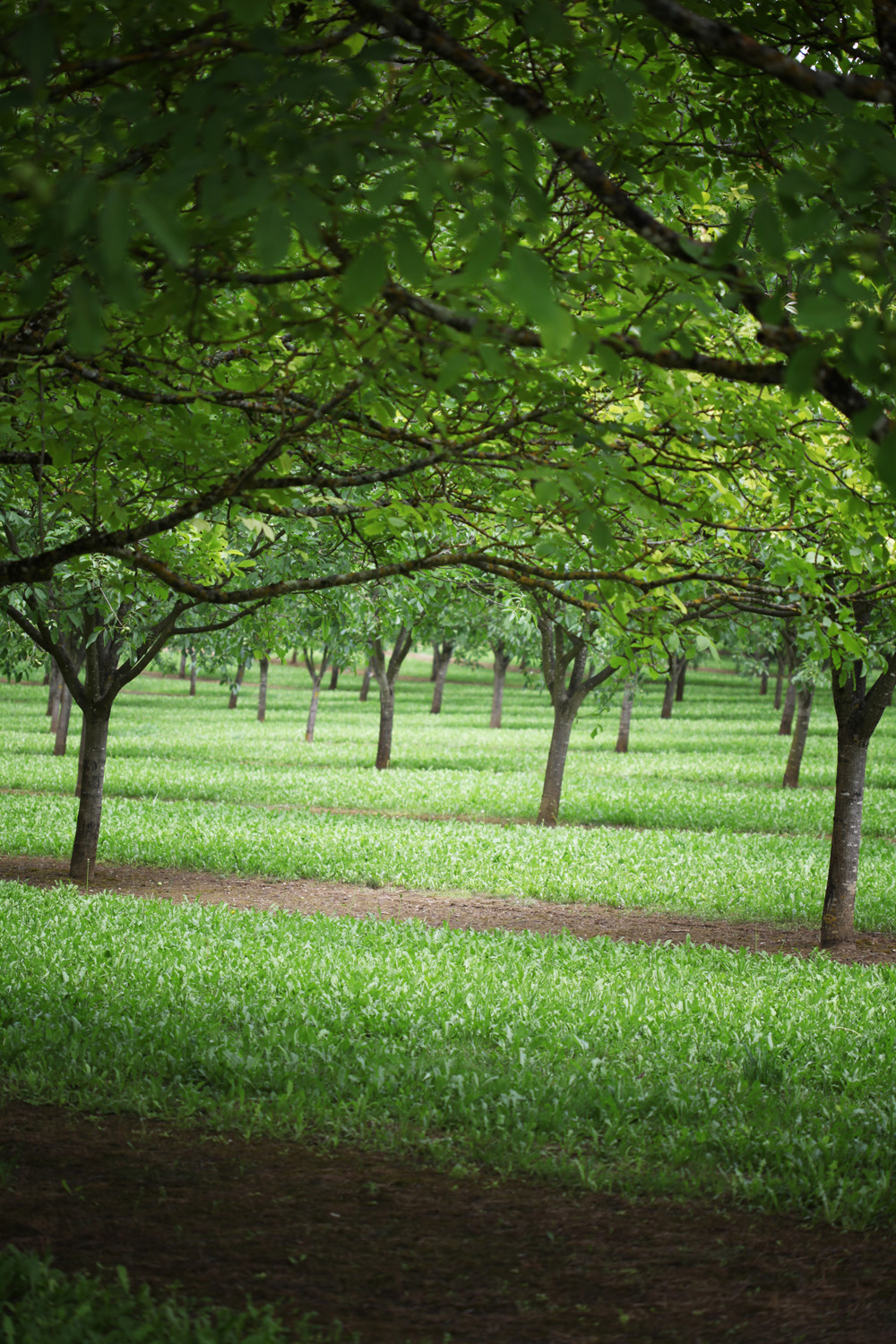 Floorabella's beautiful living: "Noten boomgaard..."