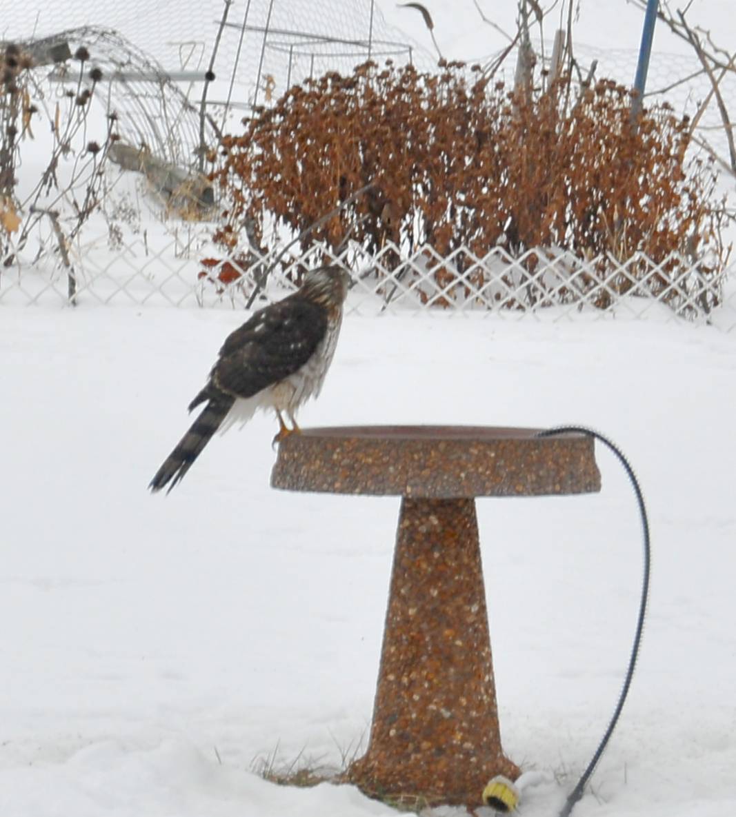 Palemaleirregulars: Culprit the Cooper's Hawk, Mourning Doves-Doorstep ...