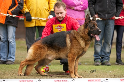 Pastor Alemão Ceará: OG-Zucht-und Nachwuchsschau am 09.04.2012 OG ...