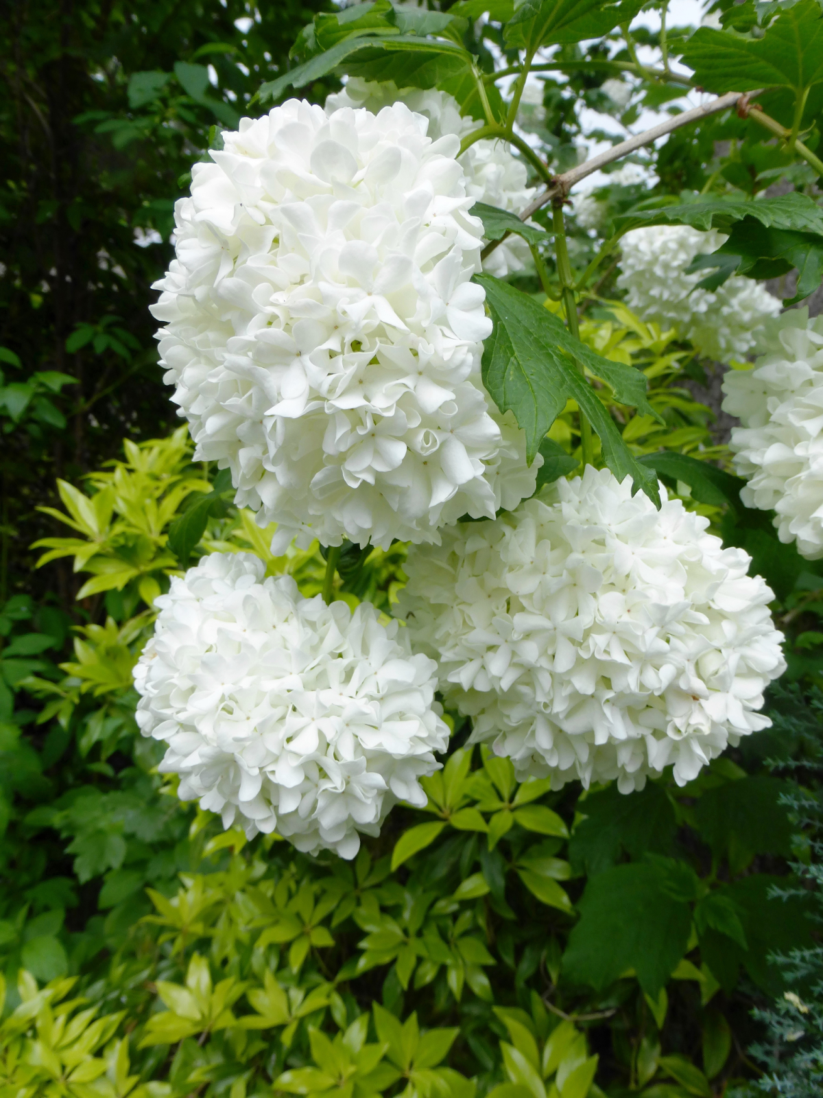 Shoreline Area News: In The Garden Now….Snowballs In May