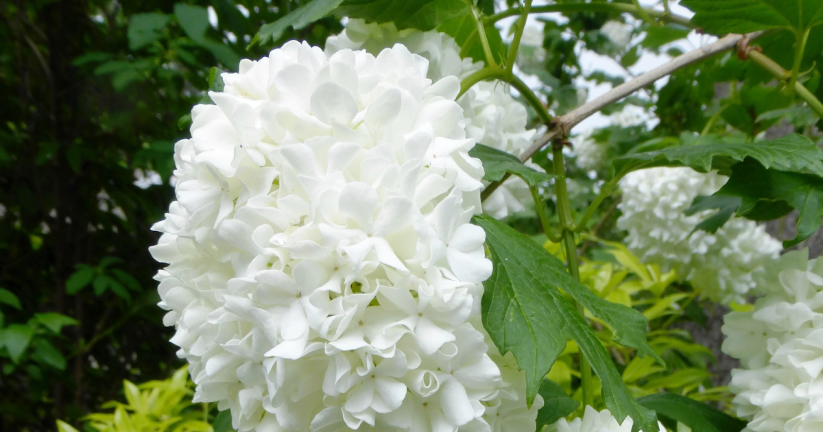 Shoreline Area News: In The Garden Now….Snowballs In May