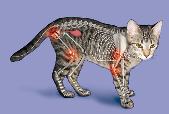 Royal City Animal Hospital: Arthritis in Cats
