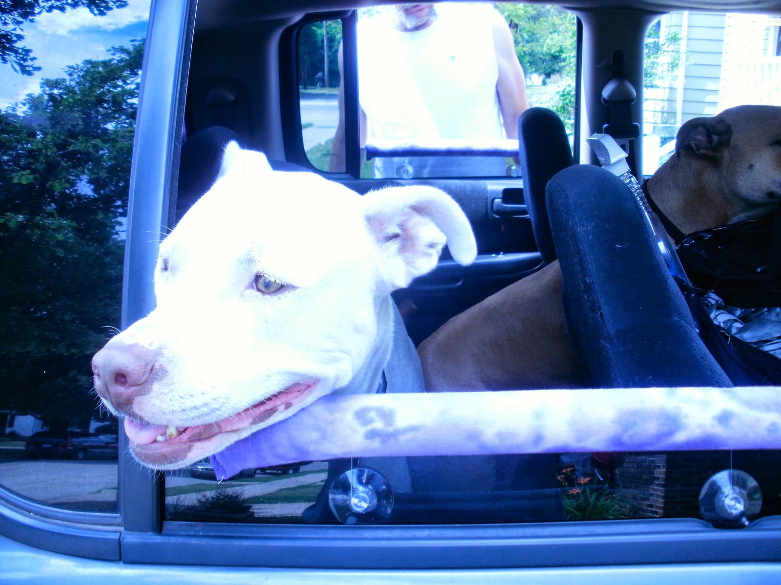 The Original L & D: Canine Window Protection