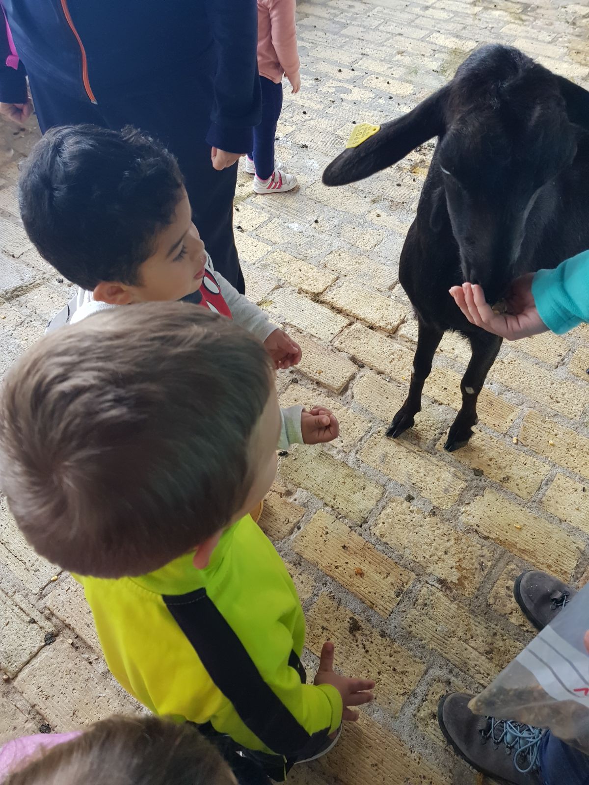 E.I. HUERTA DEL ROSARIO: PROYECTO: LOS ANIMALES DE LA GRANJA