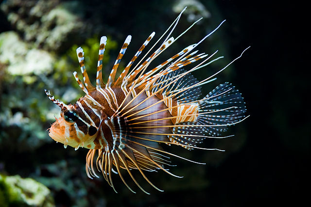 Mikro Post: Ikan Singa (Lionfish) |MyRokan