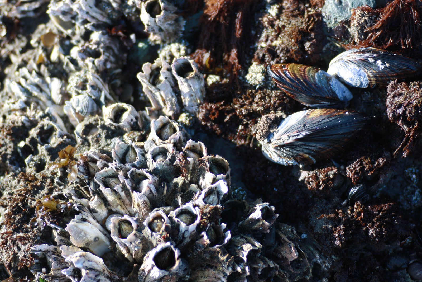 ozma of odds: ...sea ruffles