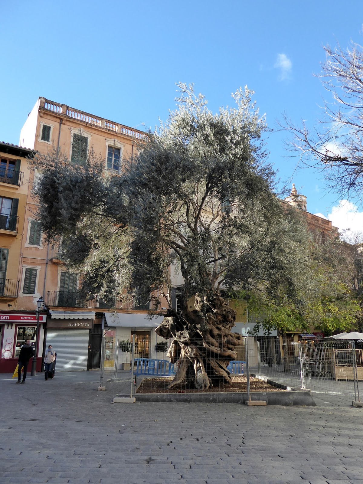 Photo-ops: Exceptional Tree: Olivera de Cort - Palma de Mallorca, Spain