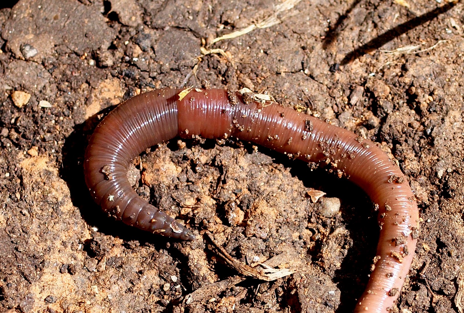 Curiositats – Blog Ciències Ave Maria