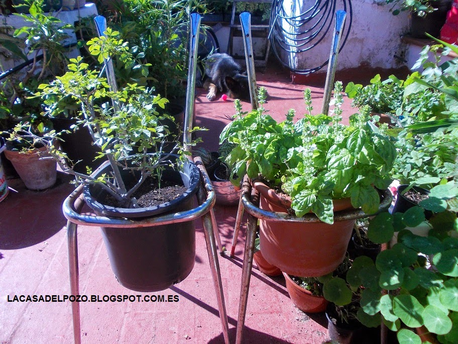 EL MACETO HUERTO DE LA CASA DEL POZO