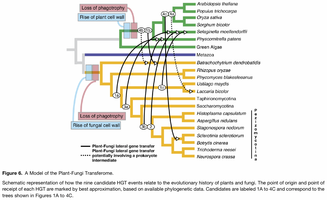The Genealogical World of Phylogenetic Networks: What are evolutionary ...