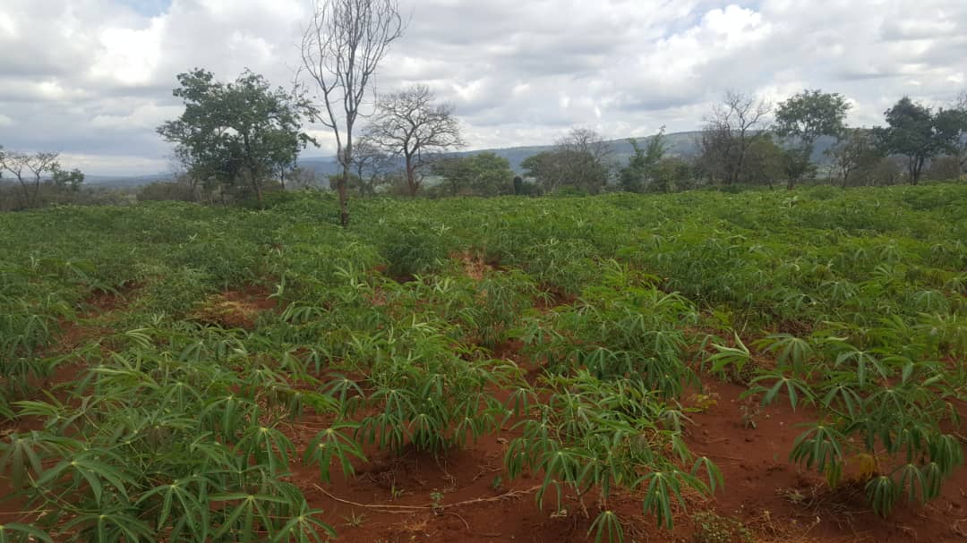 MATUKIO @ MICHUZI BLOG: WAKULIMA KAKONKO WAHIMIZWA KULIMA KILIMO CHA ...