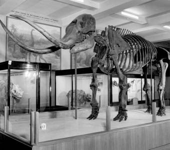 What happens when a non-accredited paleontology fan blogs: Documentary ...