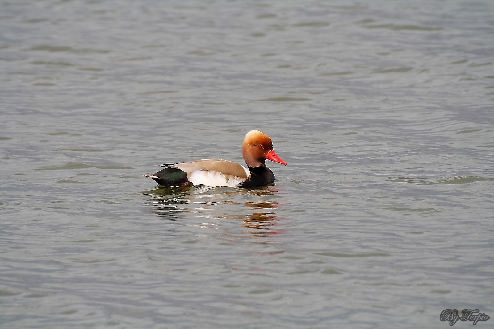 Viajes, Salidas, Naturaleza, (Fotografía).: Pato Colorado (Netta Rufina).