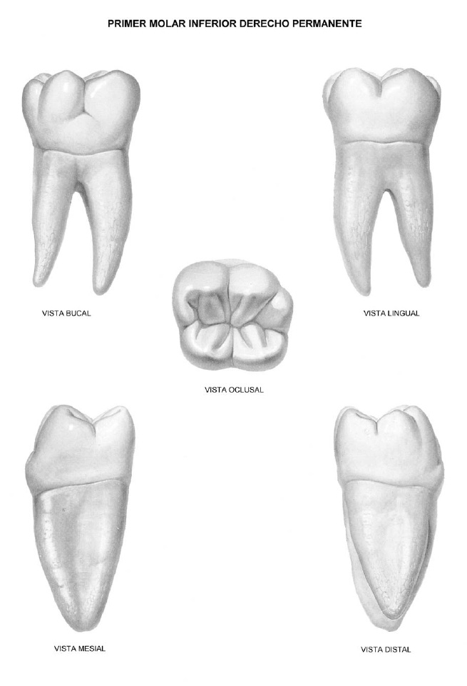 biomateriales: 1 molar inferior