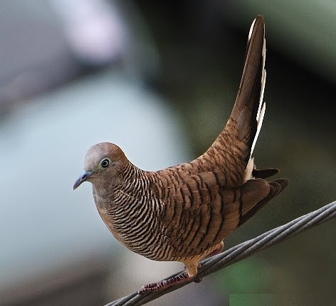 Burung Perkutut, Suara Gung dan Mitos Yang Mengiringinya | Gemar Ternak ...