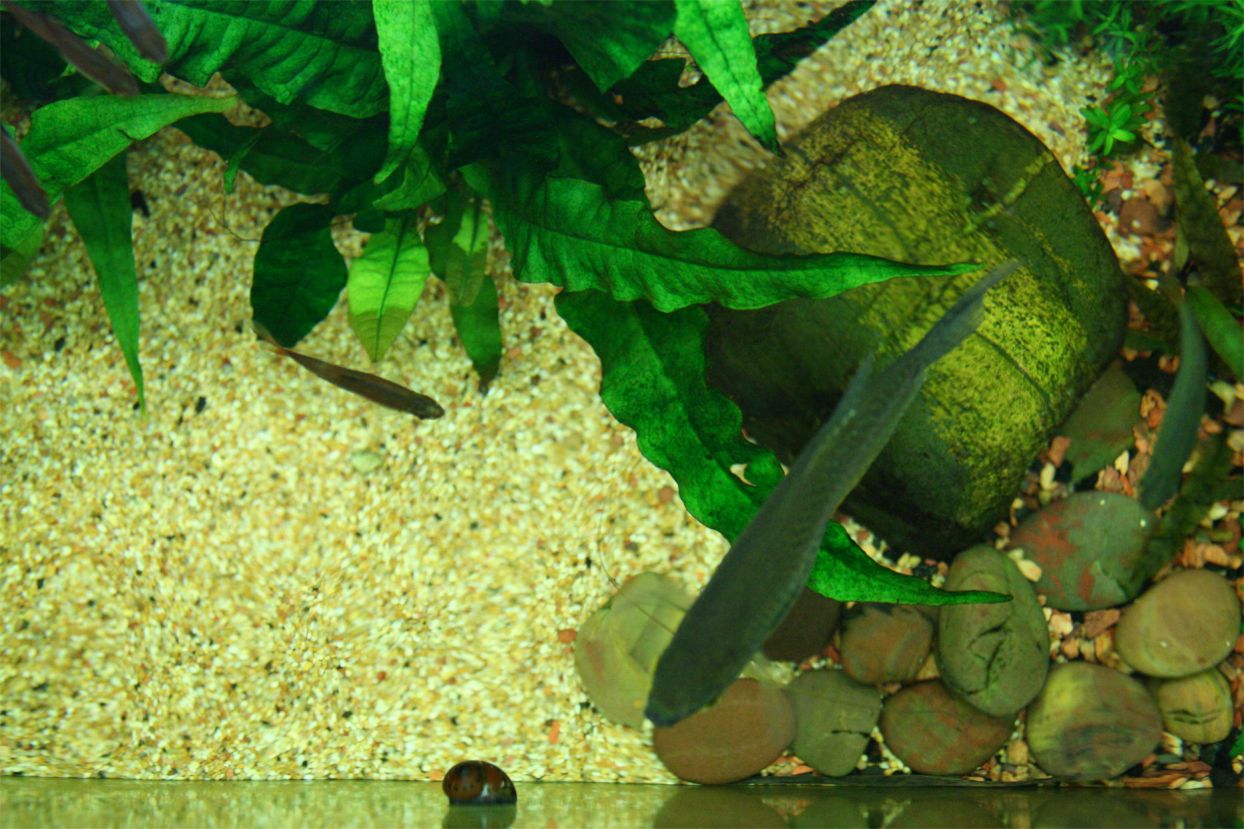 S.C.V. Aquascaping Ideas: South East Asia Biotope II - Juwel Rio 180 ...