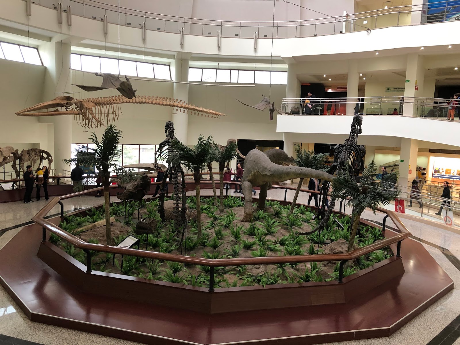 Gölge Gezgin: Travel Ankara 070 : MTA Tabiat Tarihi Müzesi