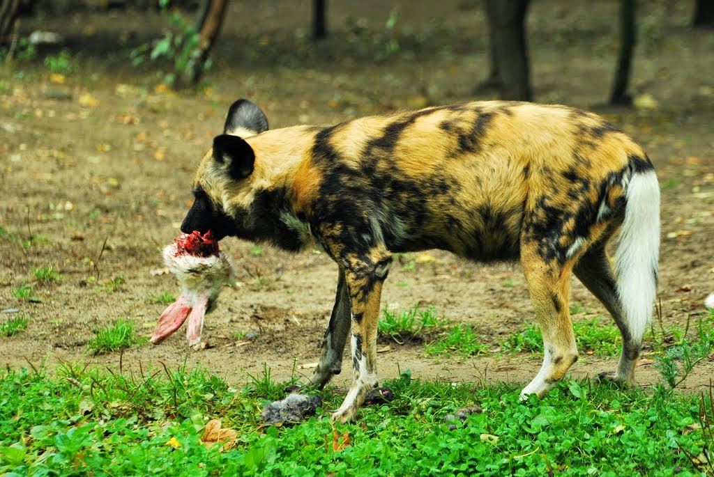 Lycaon Pictus Animals | Interesting Facts & Latest Pictures | The Wildlife