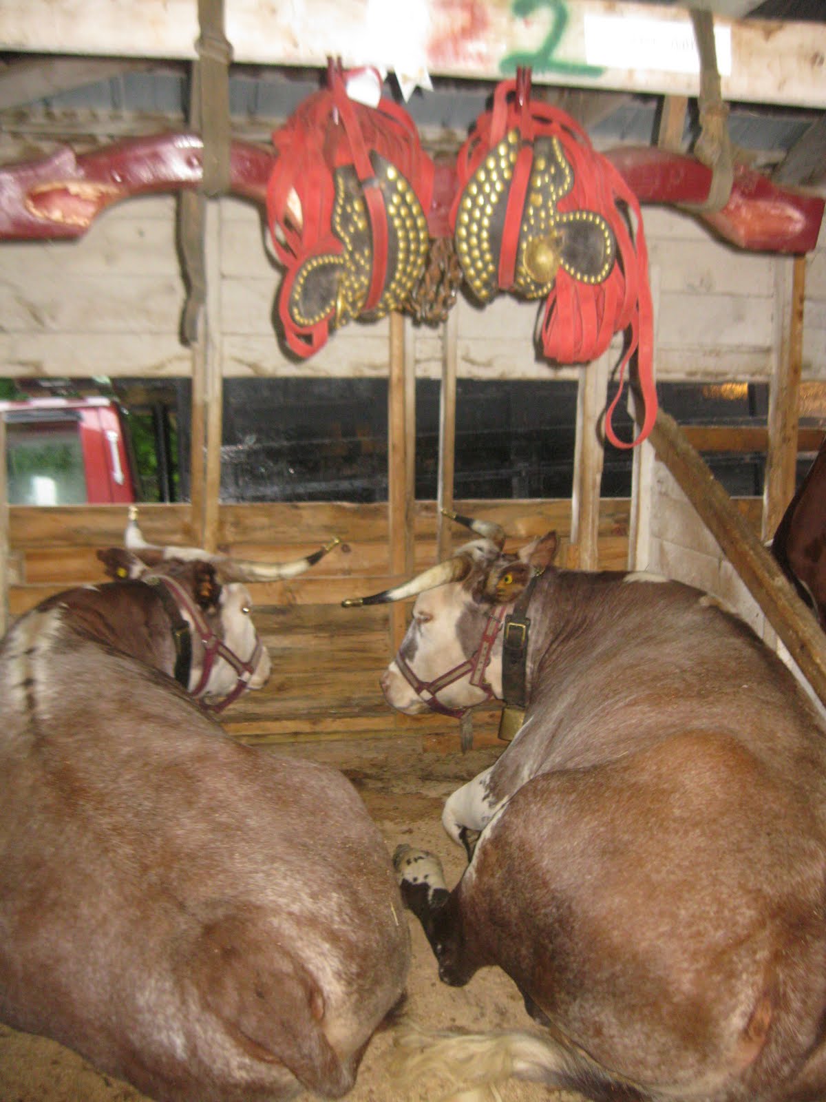 The 'splorin' Wolfies: For the Love of Oxen