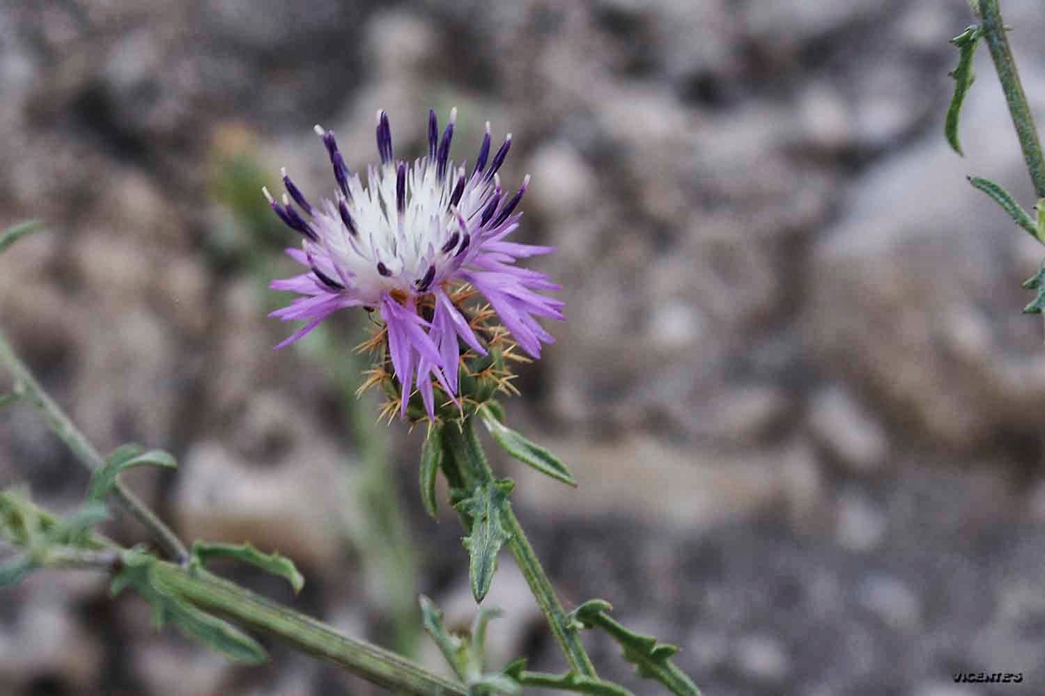 Las flores silvestres de Hormaza: Centaurea aspera subsp. aspera