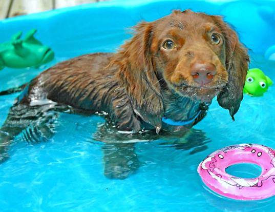 Top 10 Funny Animal Swimming Pictures | Funny Collection World