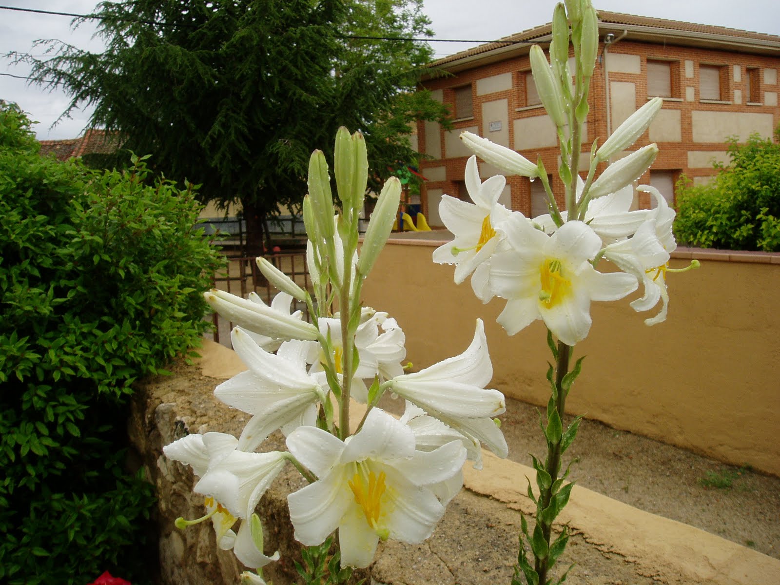 AZUCENA: Lilium candidum | Plantas rioMoros