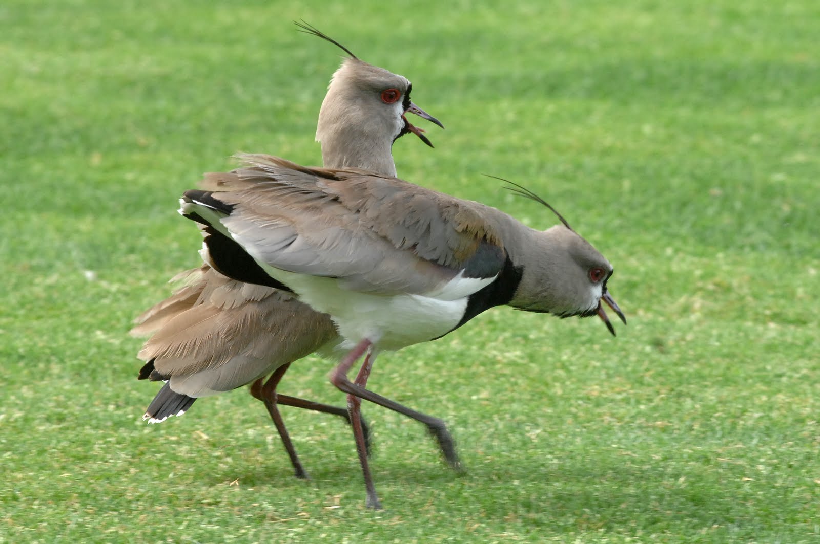 LAS FOTOS: LOS TEROS O TERU TERUS EN URUGUAY