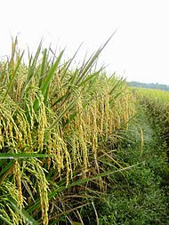 Pewarta Daftar: Tanaman Serelia/Padi-padian Dan Olahannya