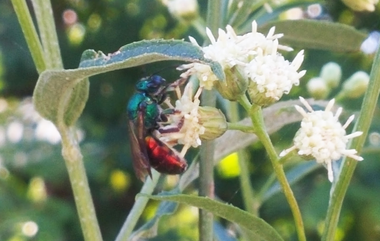 Abejas de Argentina: Halictidae