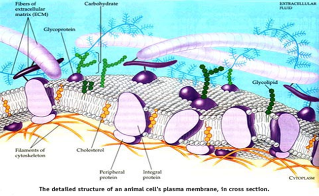 Pekembangan model selaput plasma | Pustaka Pandani
