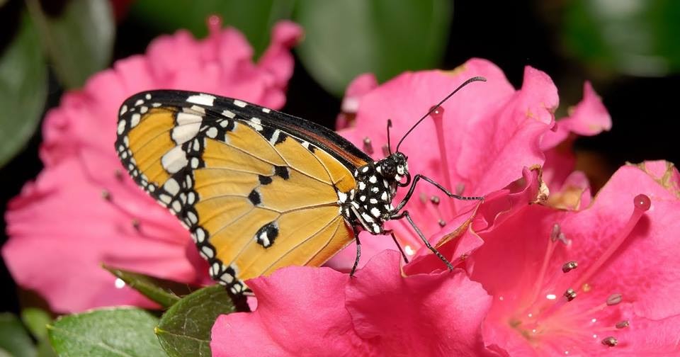 EU SUNT CEEA CE SUNT: Sa deveniti lucratori in Lumina