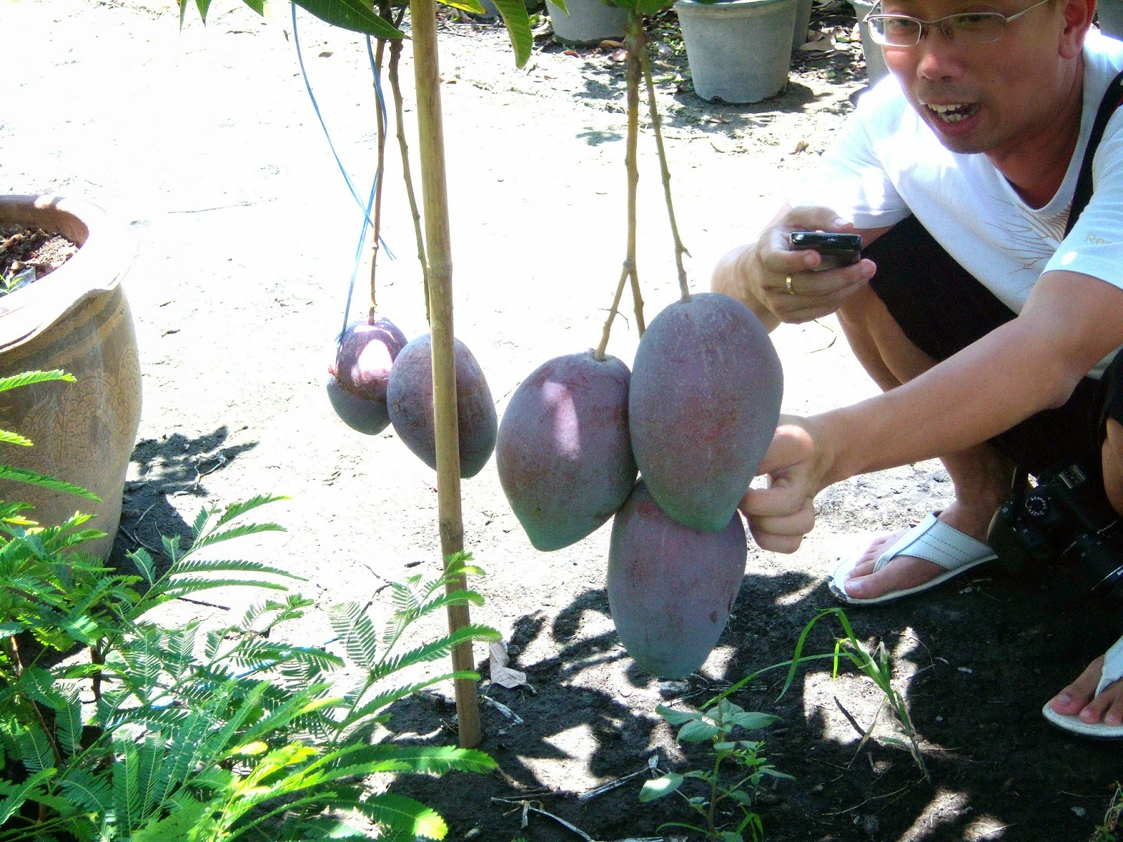 PBN: Pohon Buah Nursery.