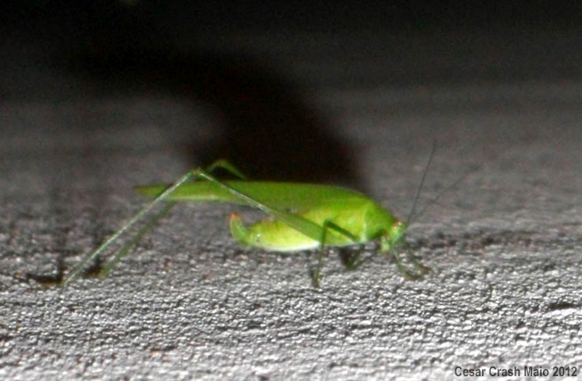 Insetologia - Identificação de insetos: Esperanças verdes