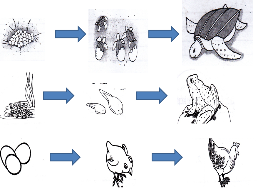 Learning of Animals: The Growing Process In Animals